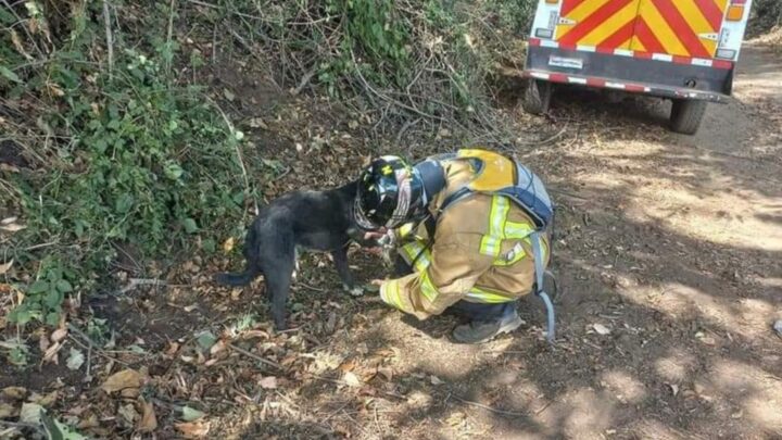 Rescatan a perrito del incendio en el Volcán de Agua, asociaciones ...